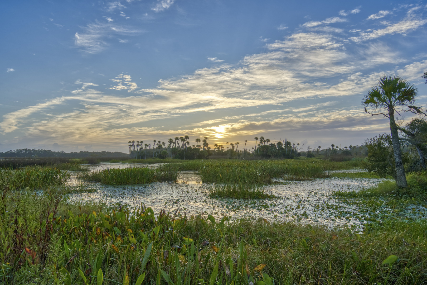 Carbon capture from constructed wetlands declines as they age