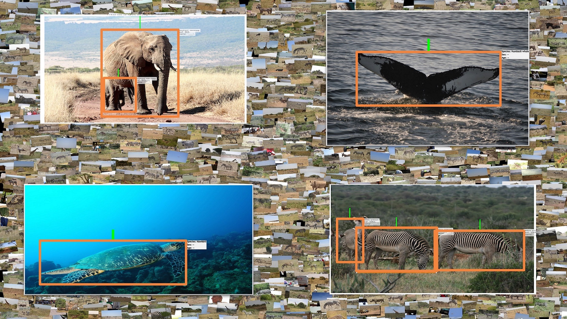 How vacation photos of zebras and whales can help conservation