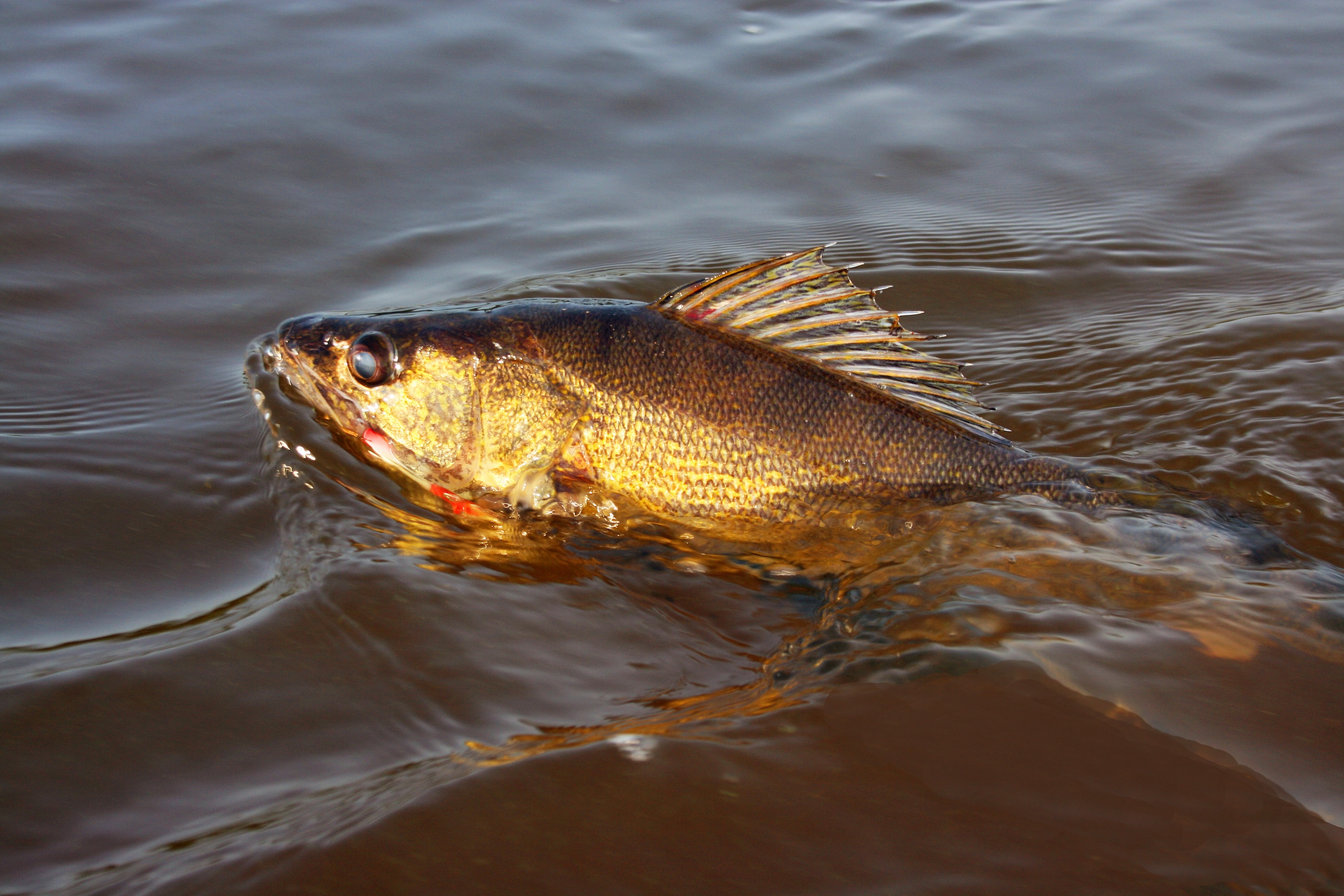 Lake Erie walleye growth is driven by parents’ size, experience