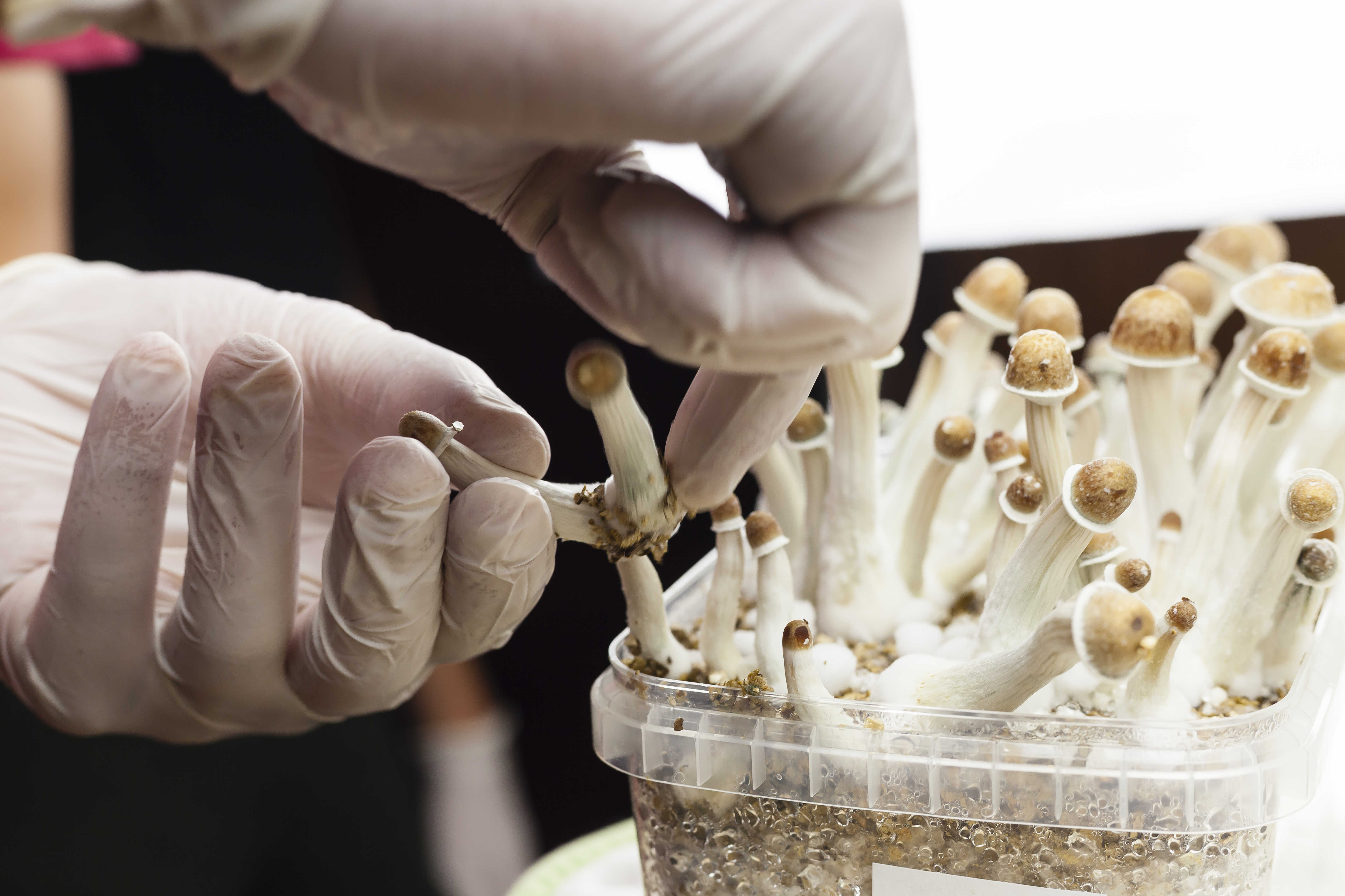 New academic center focuses on psychedelic drug research and education
