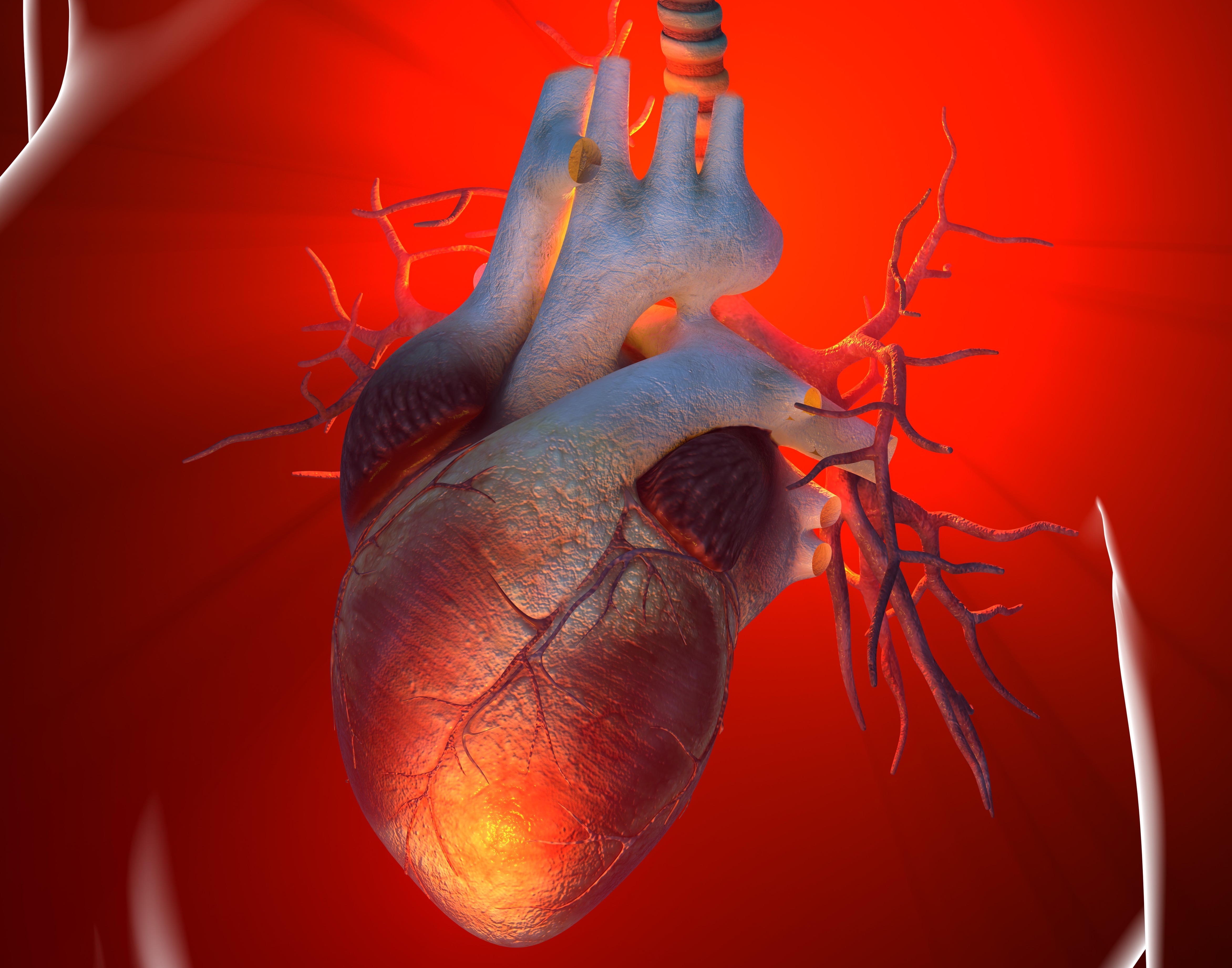 First-responder cells after heart attack prompt inflammation overdrive