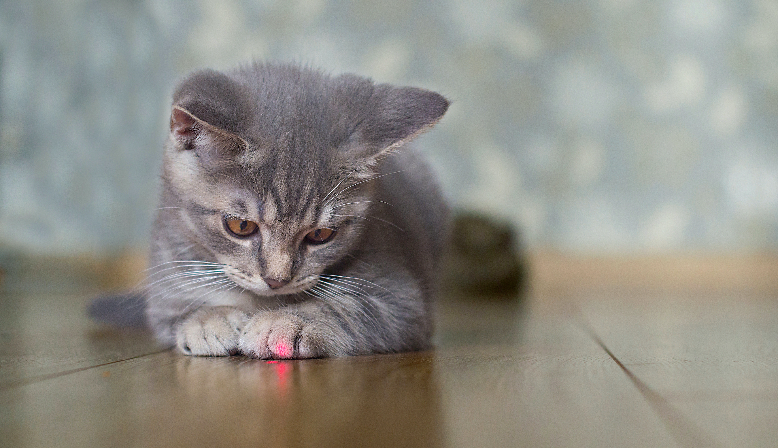 Pet laser pointers have enough power to “blast away” cells in the back ...
