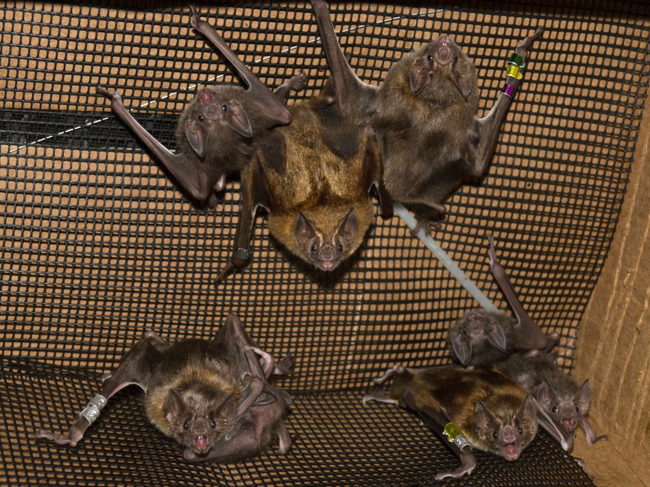 Scientists learn how vampire bat strangers make friends