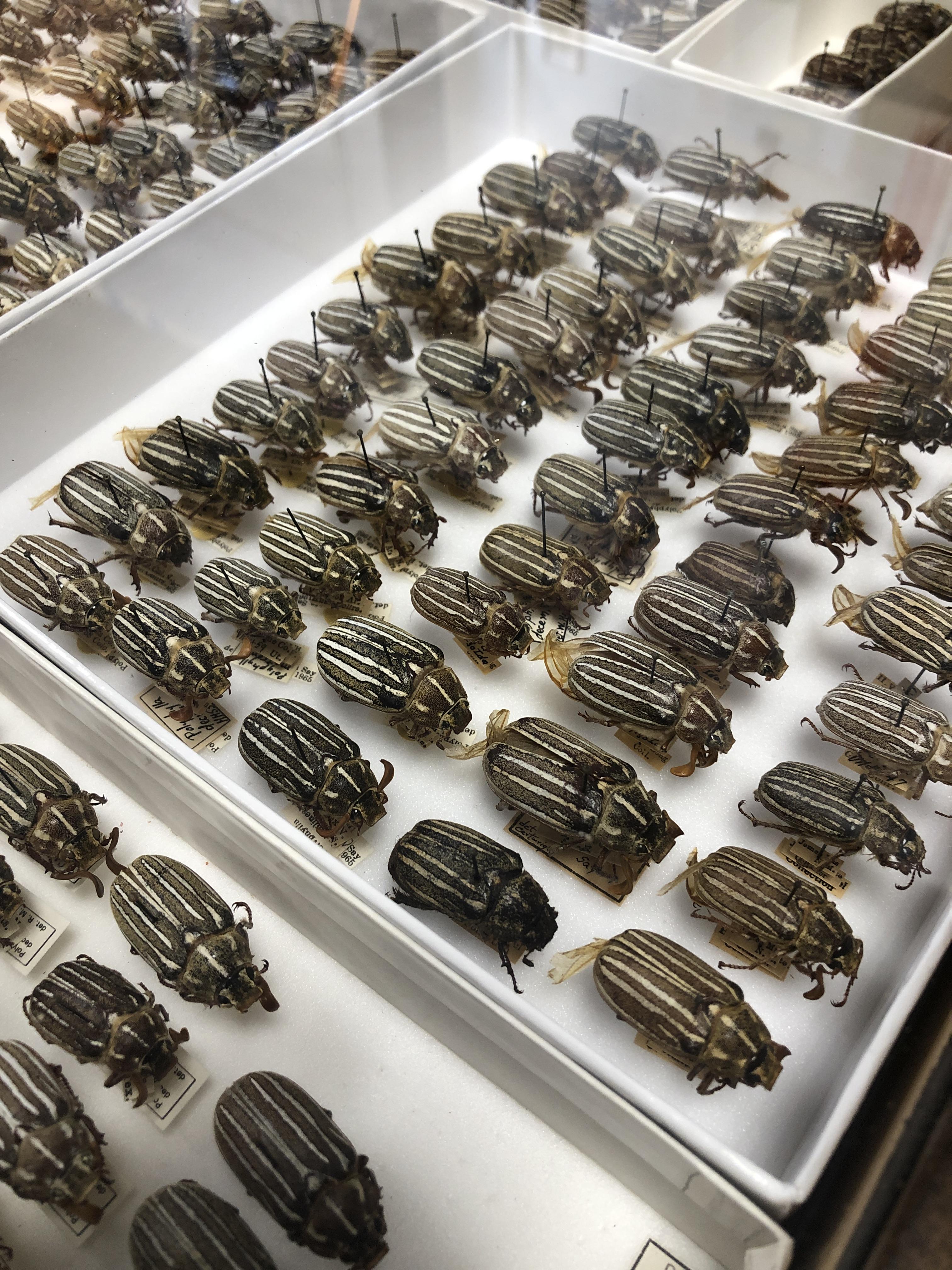 Triplehorn Collection receives nearly $500,000 grant from National ...