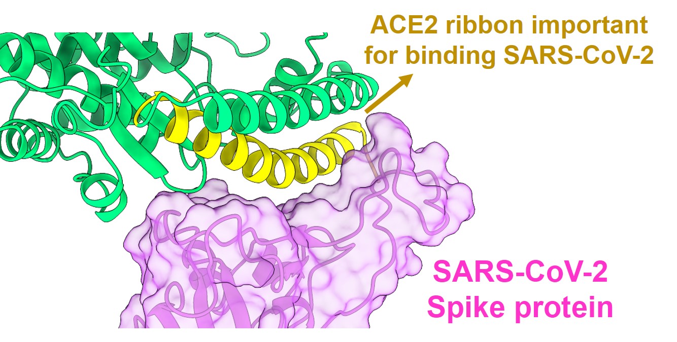 Tricking the novel coronavirus with a fake “handshake”