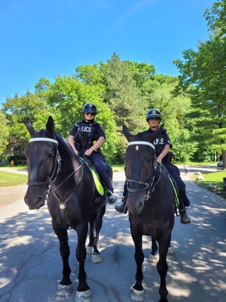 Hamilton Police Announce Death of Mounted Unit Horse