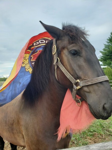 Hamilton Police Announce Death of Mounted Unit Horse