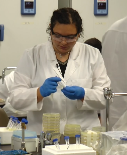 STC students in the SEA-PHAGES program discover novel Microbacterium Phage