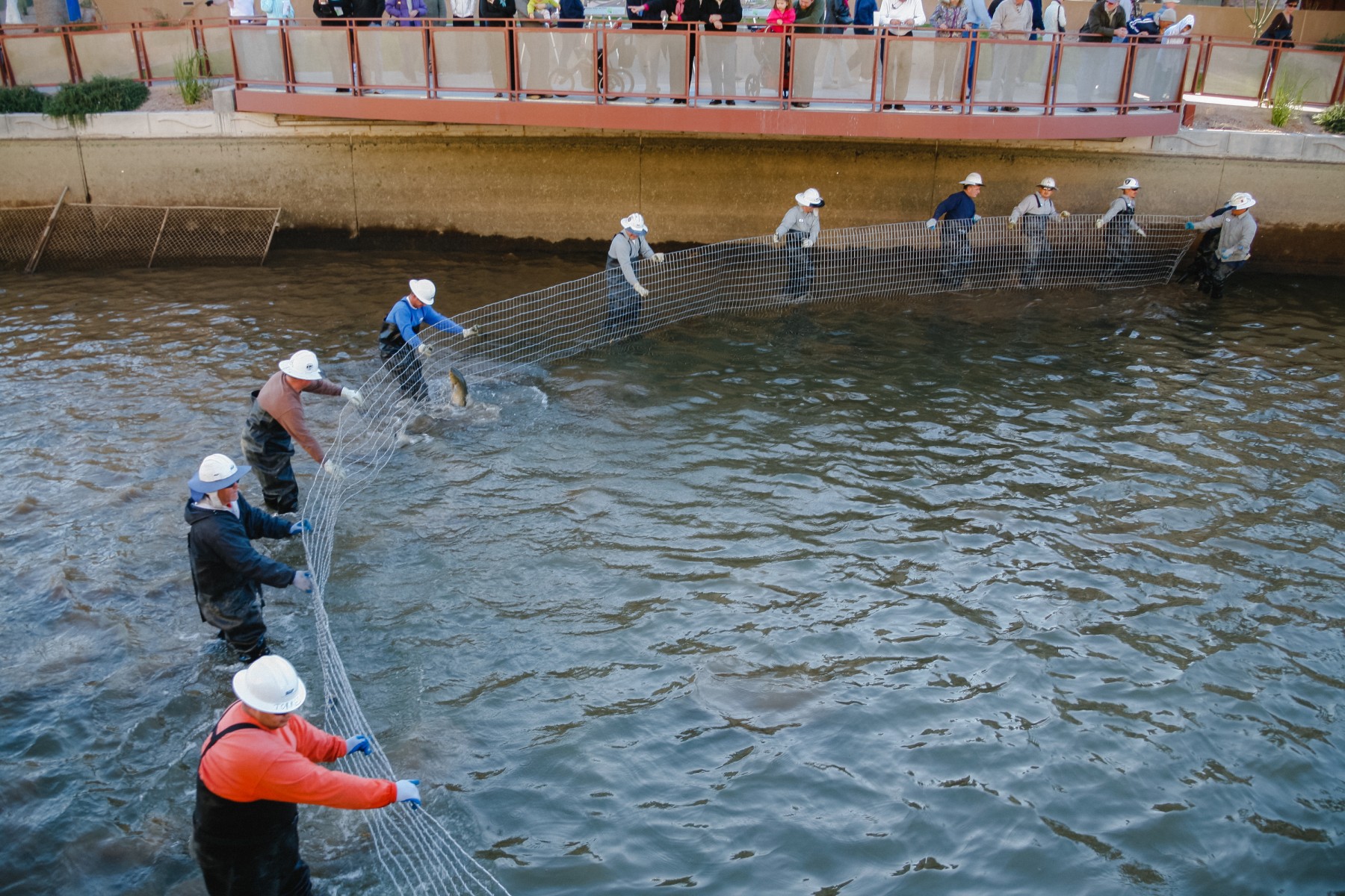 SRP Canal Dryup & Fish Herding