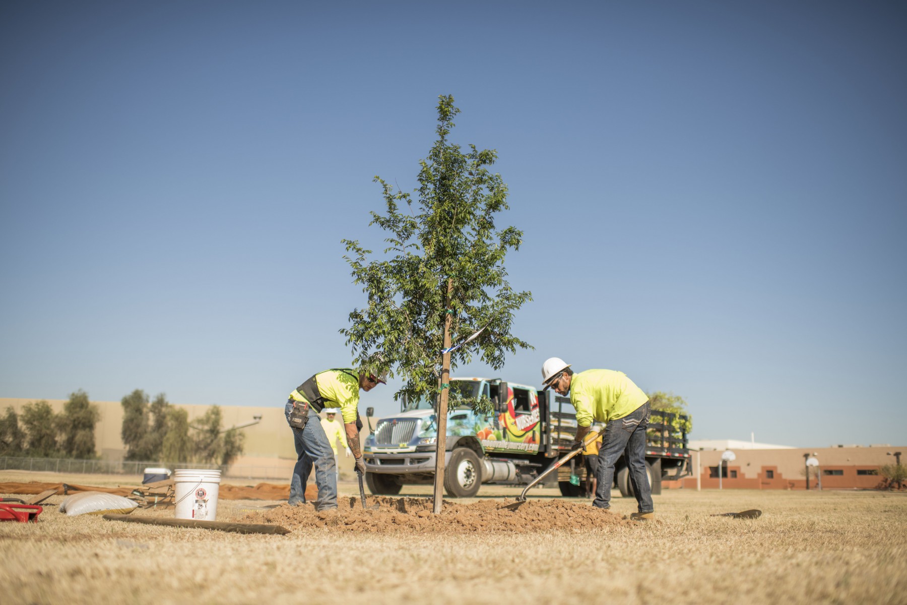 SRP plants trees with City of Tempe