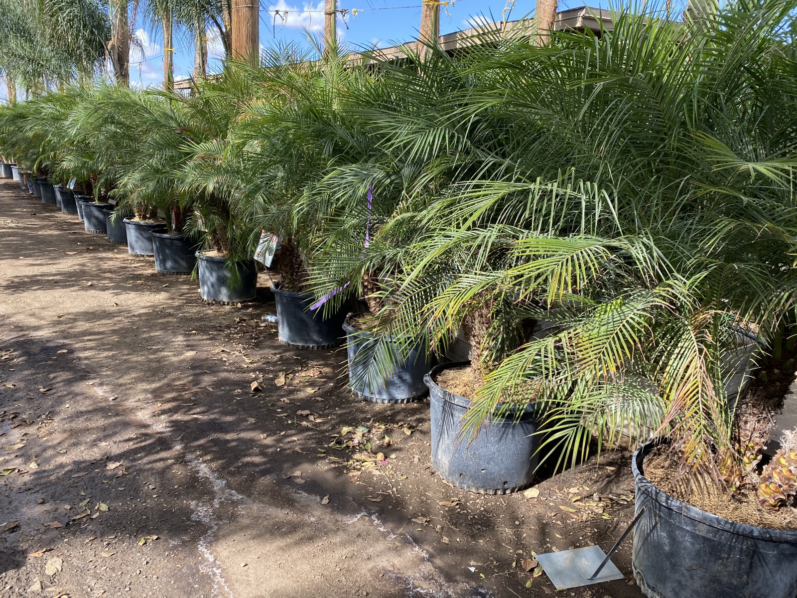 Avondale to Add More Trees in the Name of Safety