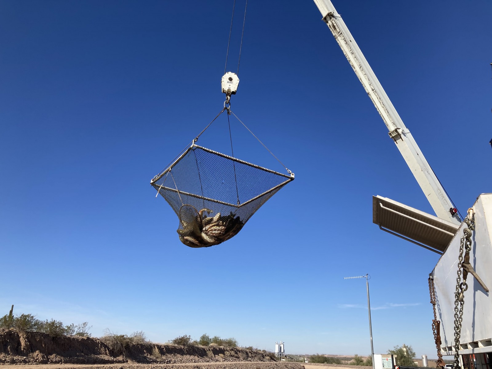 South Canal Fish Herding Nov. 2022a