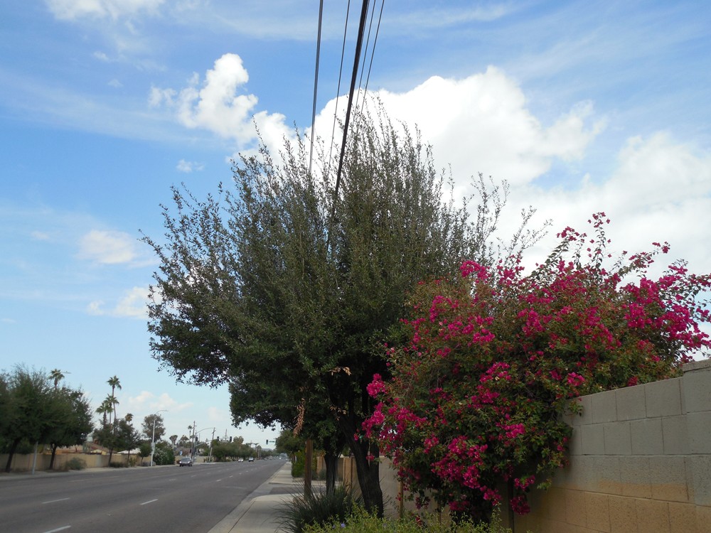 Peoria Partners with SRP on Right Tree Right Place Program