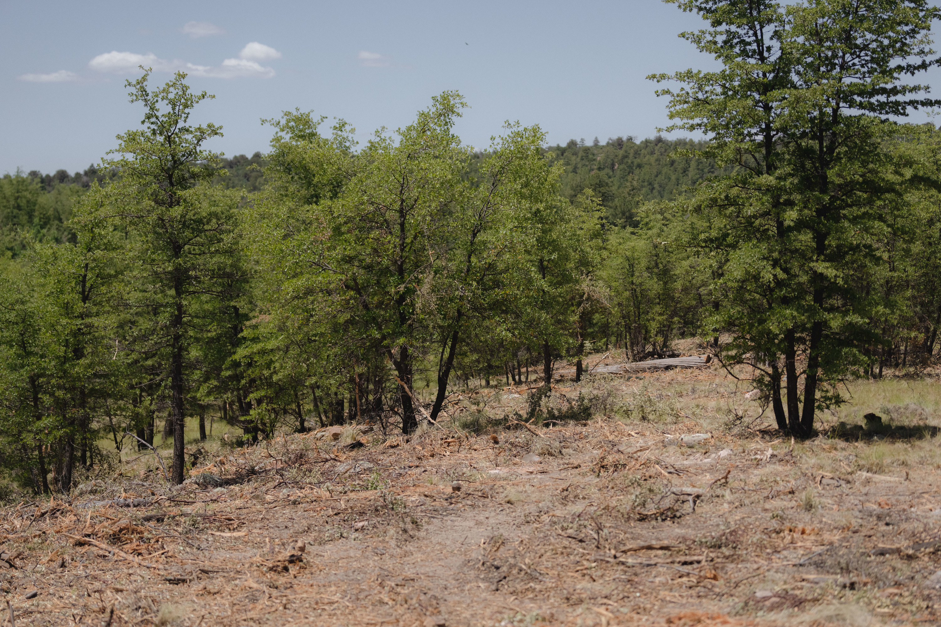 SRP Forest Health Announcement: EdgeCore Digital Infrastructure and SRP ...