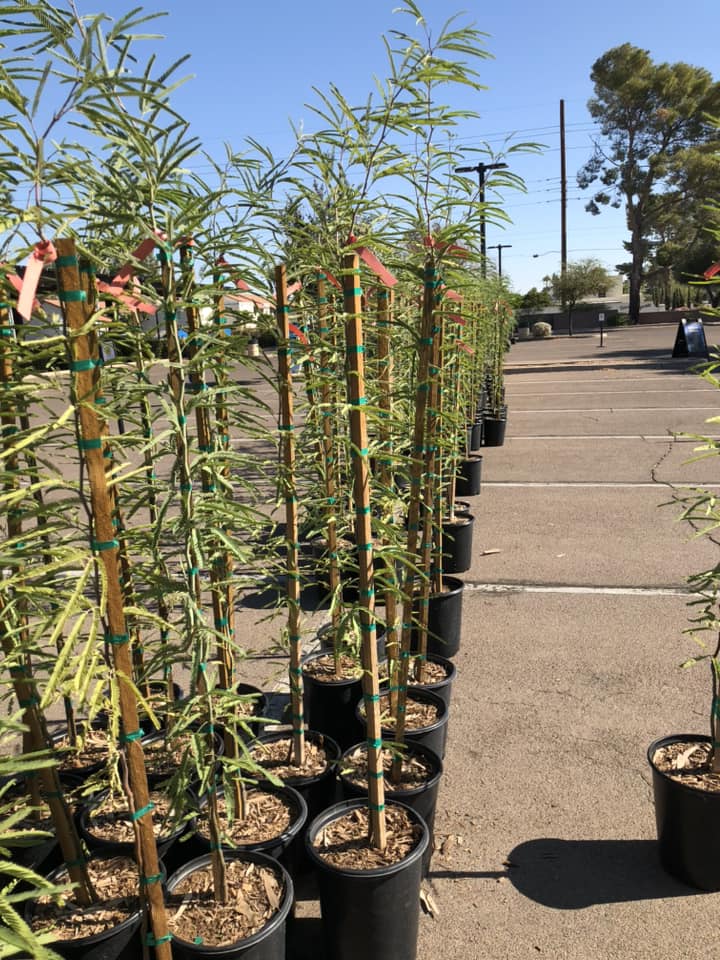 Spots Still Open: SRP’s 2023 Shade Tree Workshops