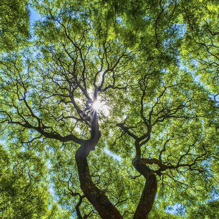 SRP Helps Customers Keep Tree Planting Resolutions in 2025