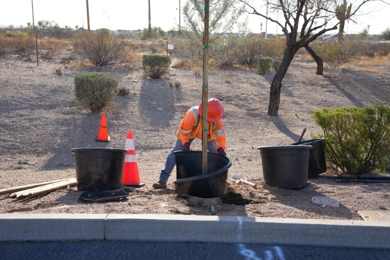 SRP Supports Sustainability, Reliability by Planting 264 Trees After ...