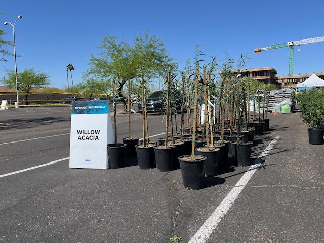 Free Shade Trees: Registration is Now Open for SRP’s Summer 2024 Shade ...