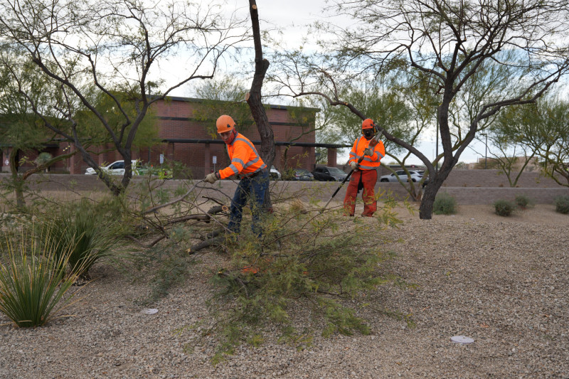SRP Supports Sustainability, Reliability by Planting 264 Trees After ...