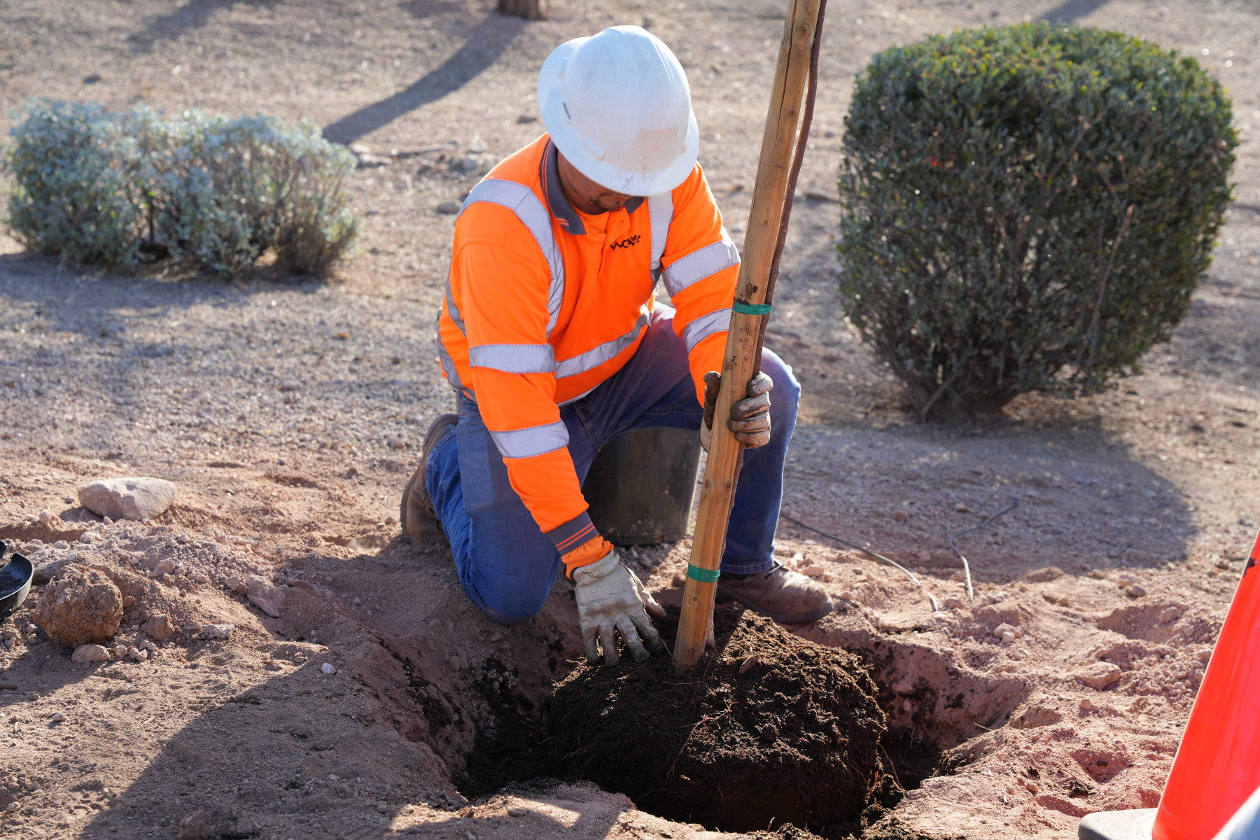 SRP Supports Sustainability, Reliability by Planting 264 Trees After ...