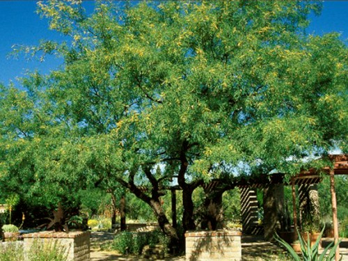 SRP Customers Can Earn Two Free Shade Trees