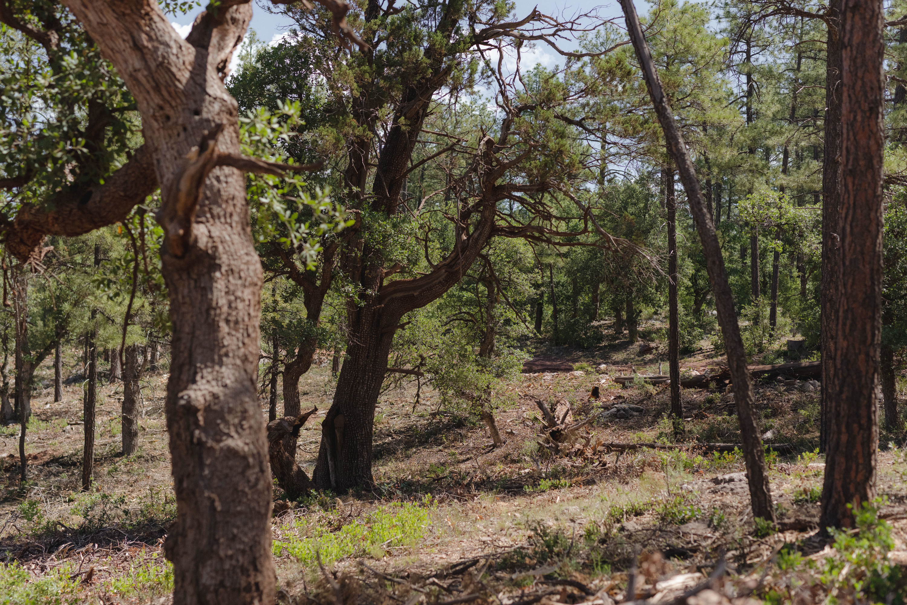 SRP Forest Health Announcement: EdgeCore Digital Infrastructure and SRP ...