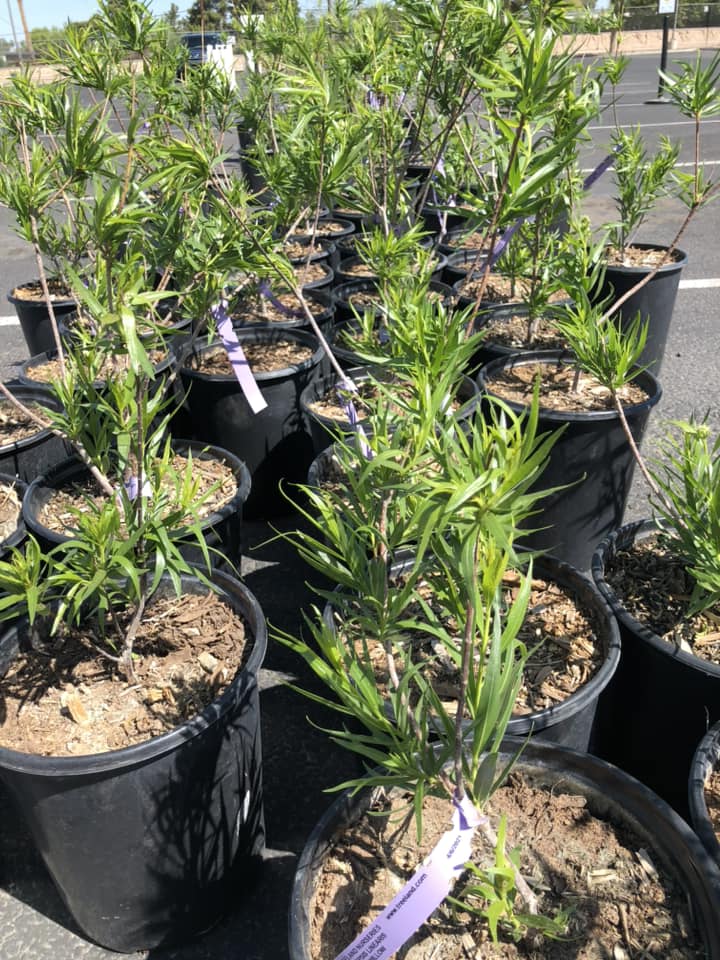 Spots Still Open: SRP’s 2023 Shade Tree Workshops