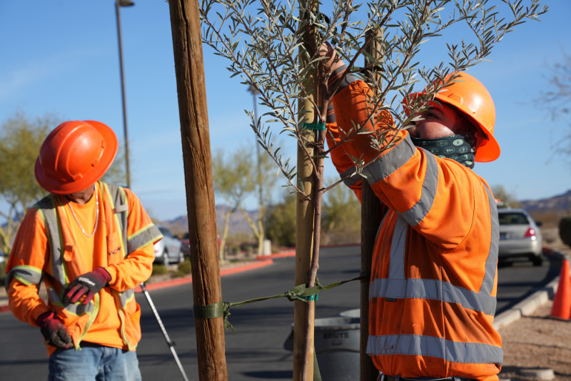 SRP Supports Sustainability, Reliability by Planting 264 Trees After ...