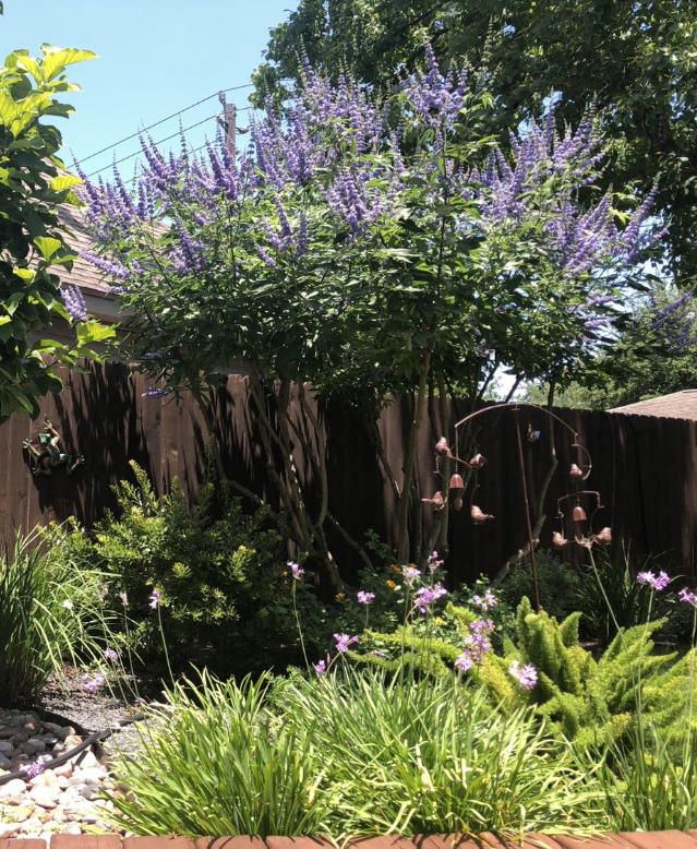 Spots Still Open: SRP’s 2023 Shade Tree Workshops