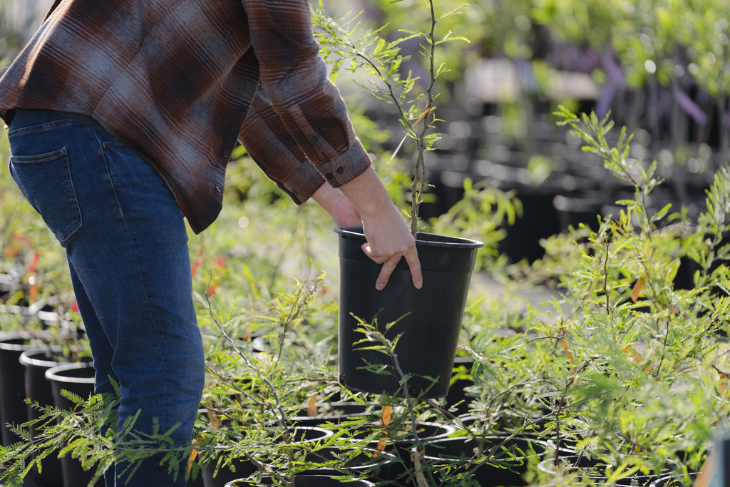 SRP Helps Customers Keep Tree Planting Resolutions in 2025