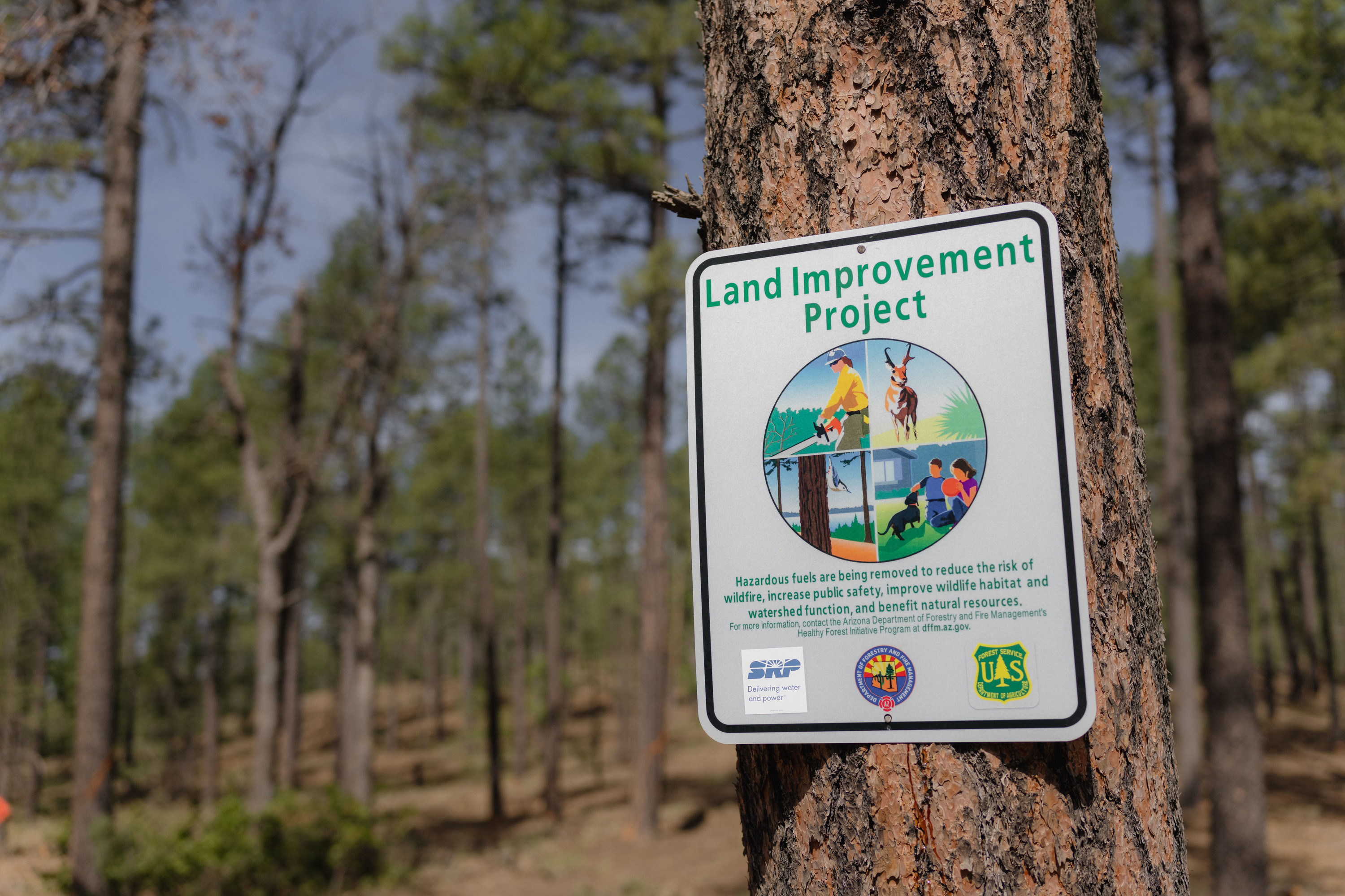 Strategic Forest Thinning Tackling High-Risk Areas Near Payson to ...