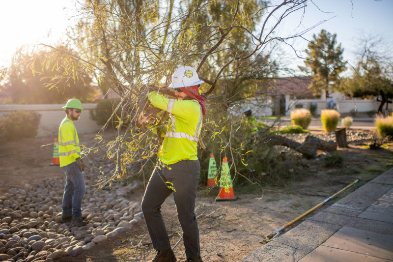 SRP, City of Phoenix Begin Right Tree, Right Place Program