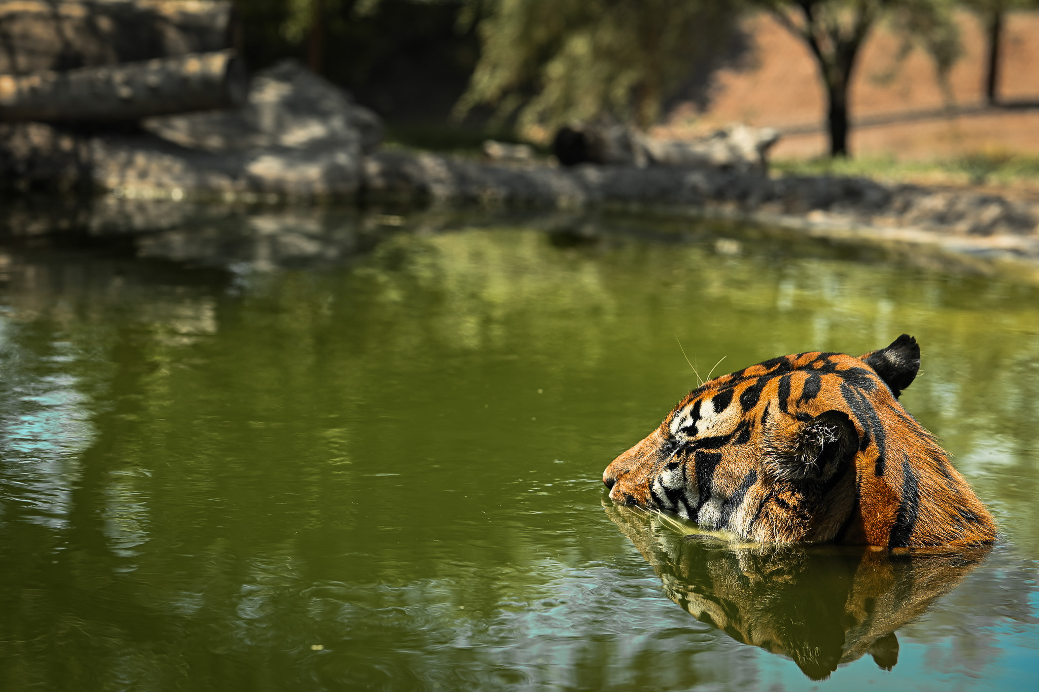 Celebrate Día del Niño at the Phoenix Zoo with Special $5 Ticket ...