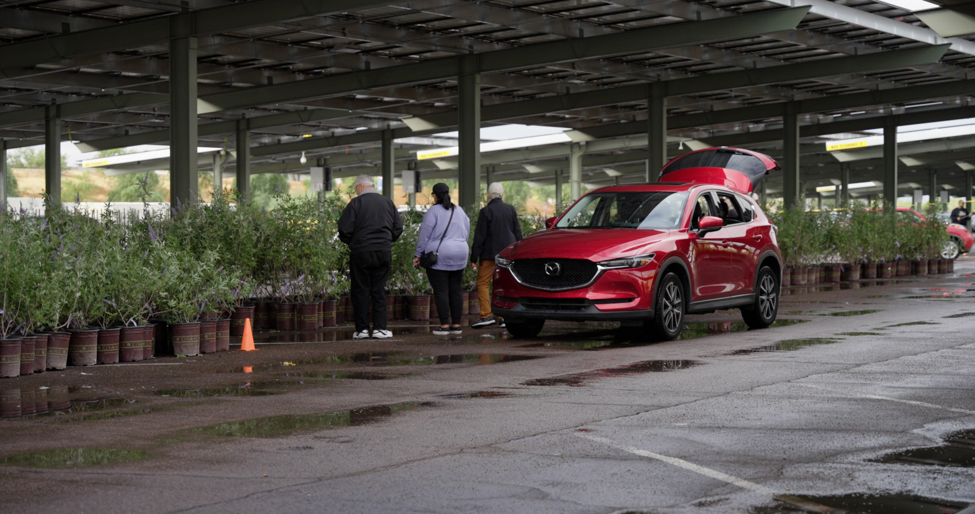 SRP distributes over 3,000 free shade trees to customers
