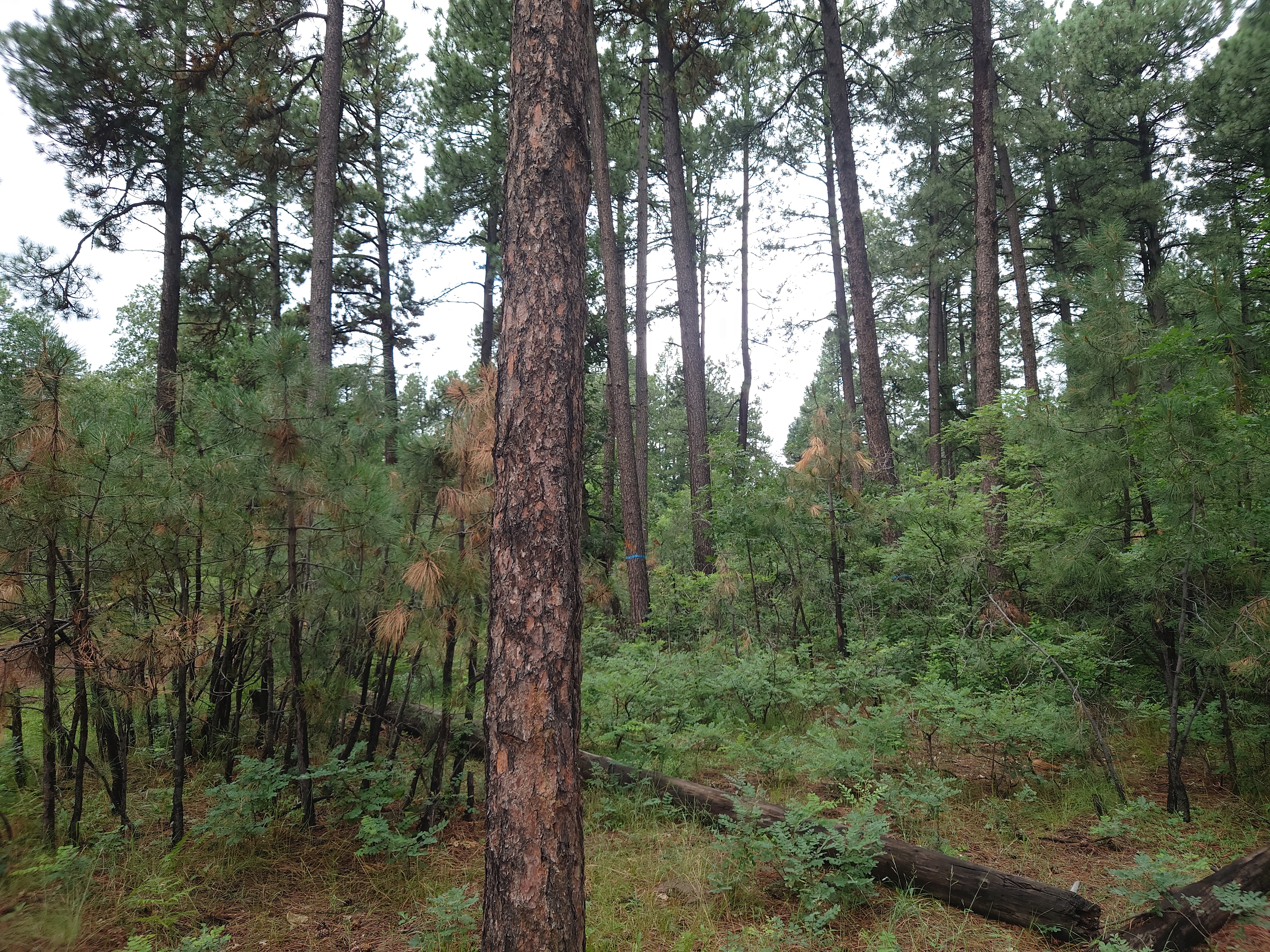 National Forest Foundation and SRP Partner to Improve Watershed and ...