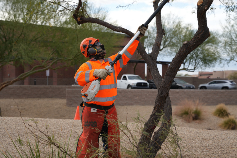 SRP Supports Sustainability, Reliability by Planting 264 Trees After ...