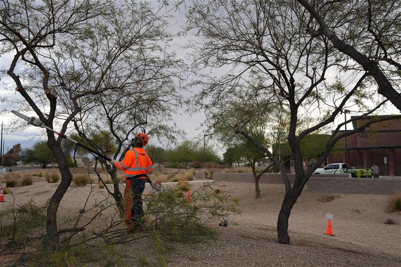 SRP Supports Sustainability, Reliability by Planting 264 Trees After ...