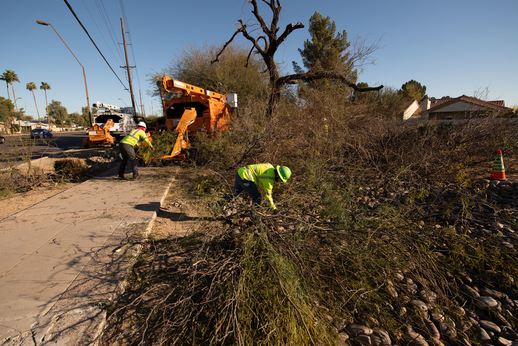 SRP, City of Phoenix Begin Right Tree, Right Place Program