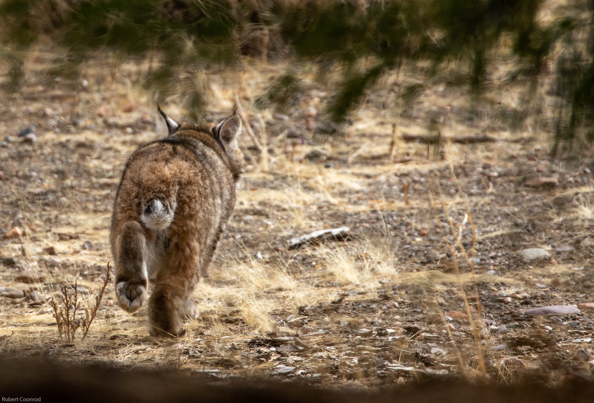 Bobcat Family Gets a New Home in the Wild