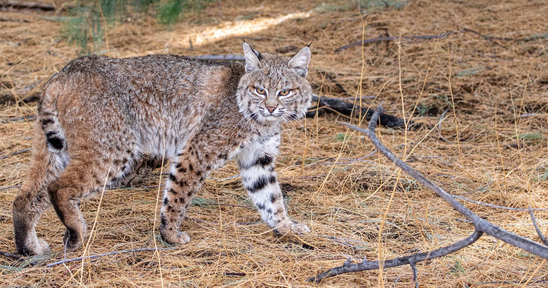 Bobcat Family Gets a New Home in the Wild