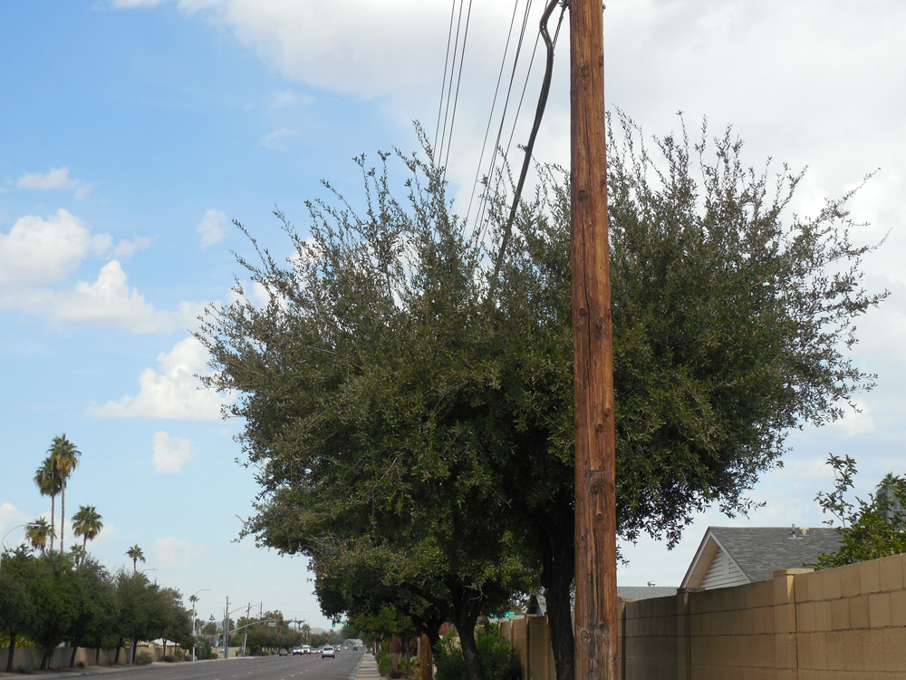 Glendale Goes Green the Right Way