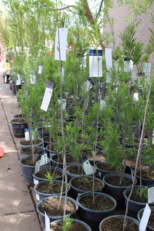 SRP Customers Can Earn Two Free Shade Trees