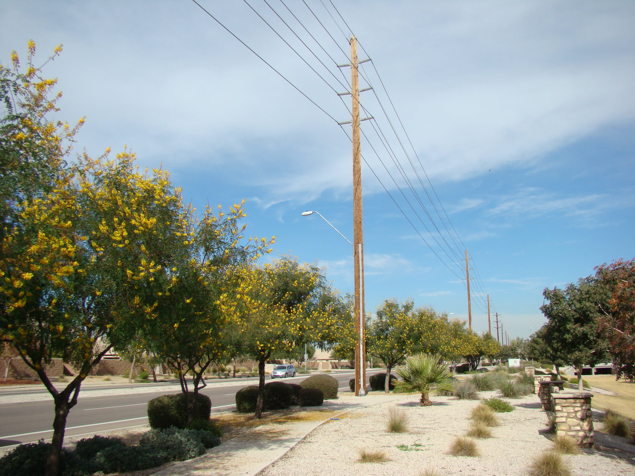 Arbor Day Foundation Recognizing SRP as a 2022 Tree Line USA
