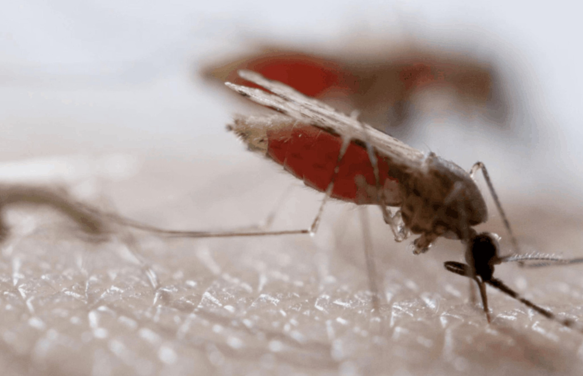 Very slow malaria pathogens could be suitable as a vaccine