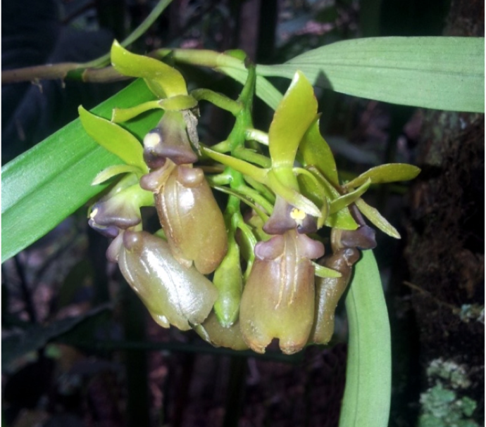Inkaterra: Neue Orchideenart entdeckt