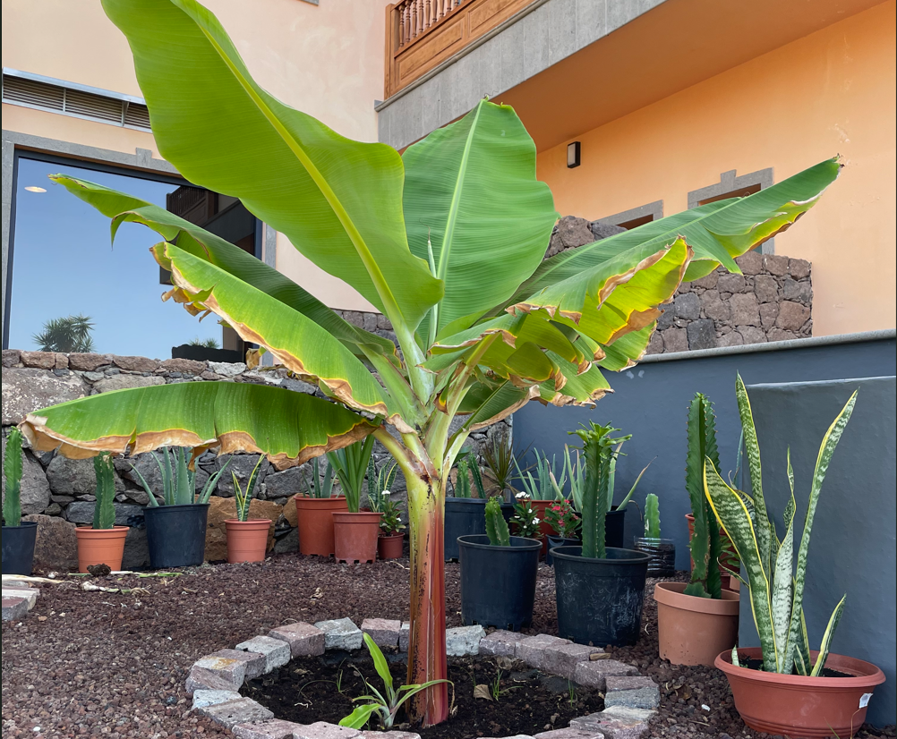 Casa León Royal Retreat pflanzt Obstbäume auf Gran Canaria