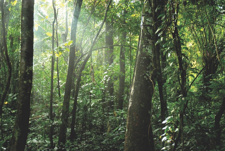 The green lungs of the earth: international "Day of Forests"