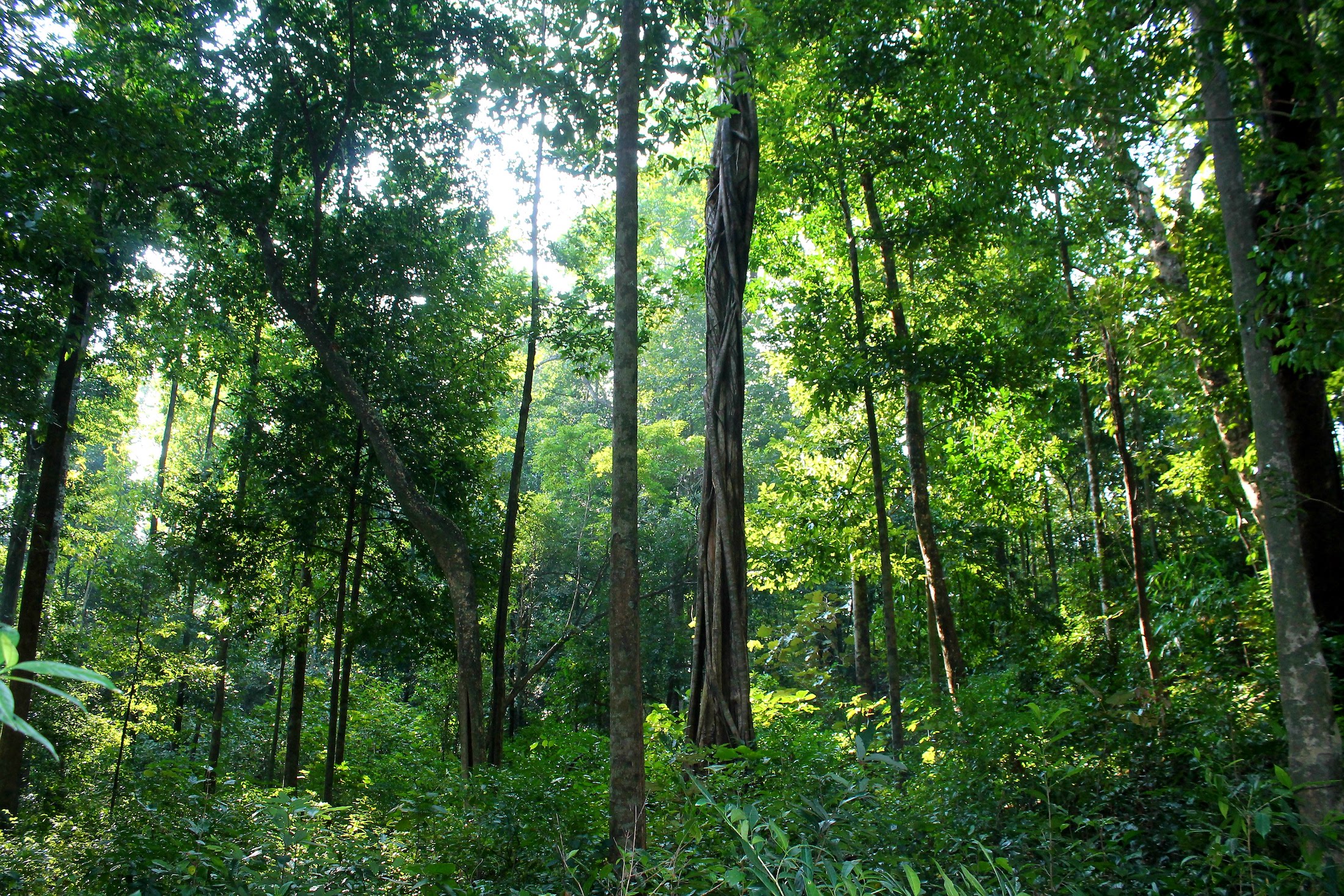 The branch we're sitting on: International Forest Day