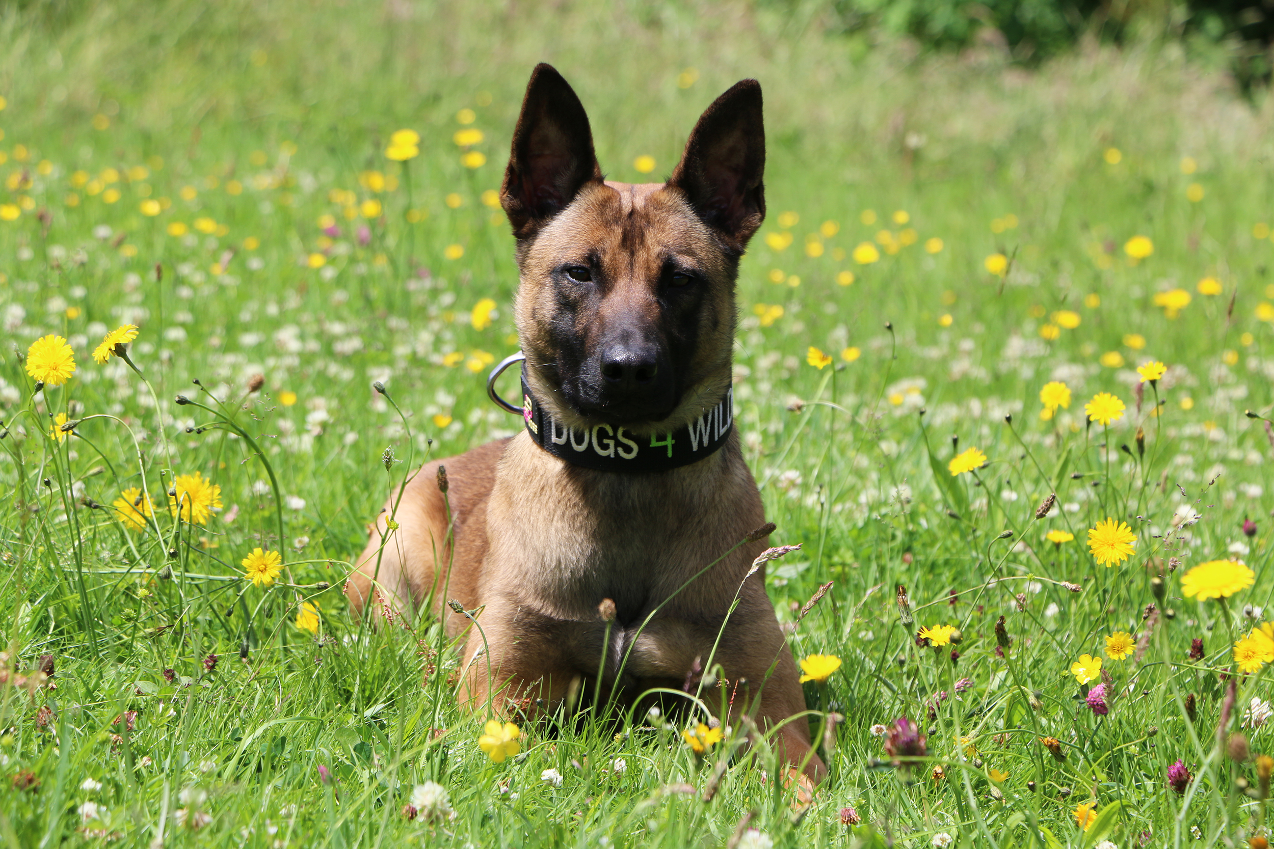 Emirates SkyCargo partners with Dogs 4 Wildlife
