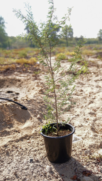 The Sevens Stadium Plants 100 Ghaf Trees on World Environment Day